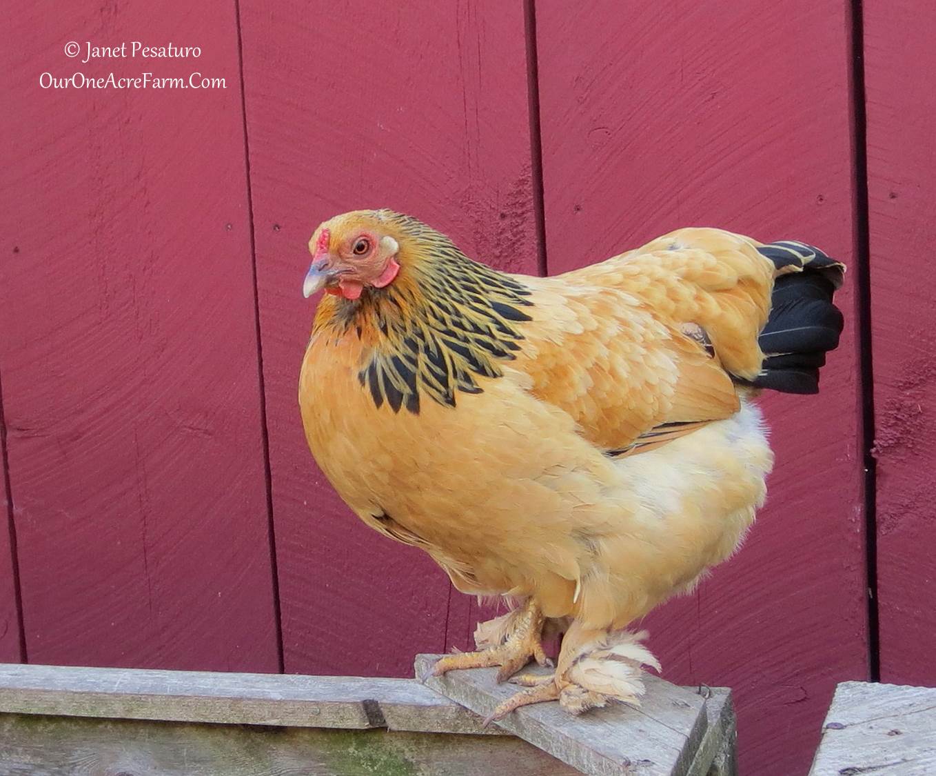 Homestead Bloggers Share Their Favorite Chicken Breeds