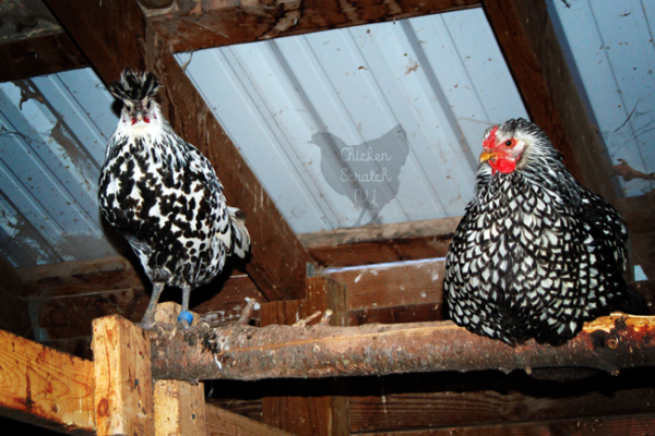 Appenzeller Spitzhauben