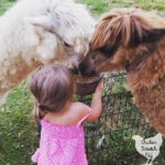 Meningeal Worm & Alpacas