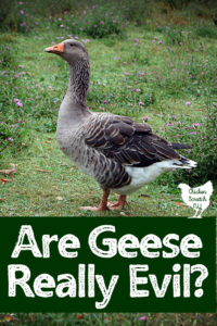 5 Things to Know Before you get Geese
