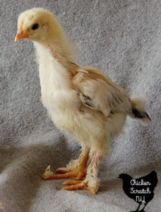 How to Identify Chick Breeds