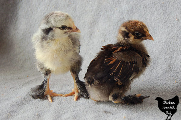 How to Identify Chick Breeds
