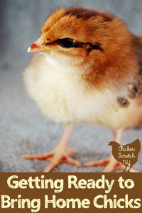 How to Identify Chick Breeds