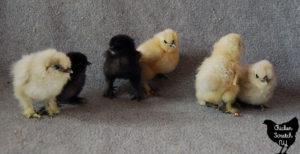 Guide to Polish Chickens [Breed Characteristics, Problems & Variations]