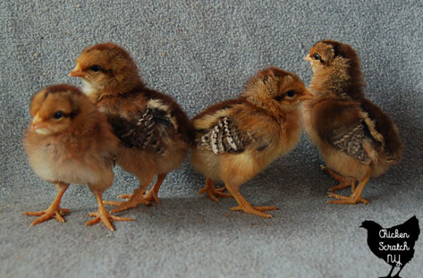 How to Identify Chick Breeds