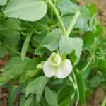 How to Grow Fall Peas