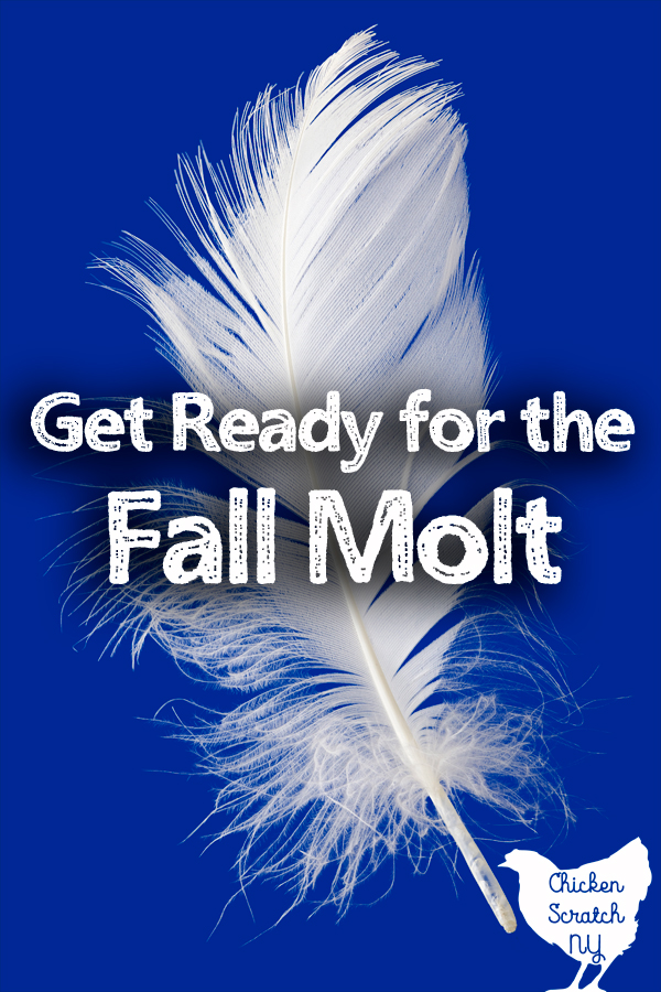 Getting Ready for the Fall Molt