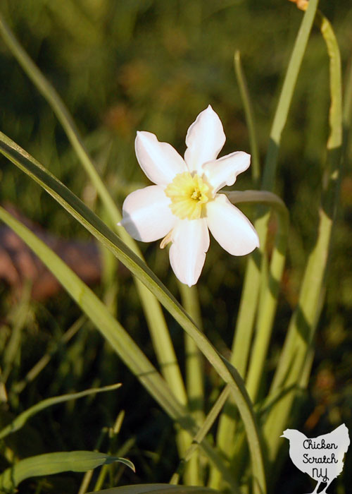 Explore Stunning Daffodil Varieties