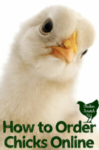 Ordering Chickens Online