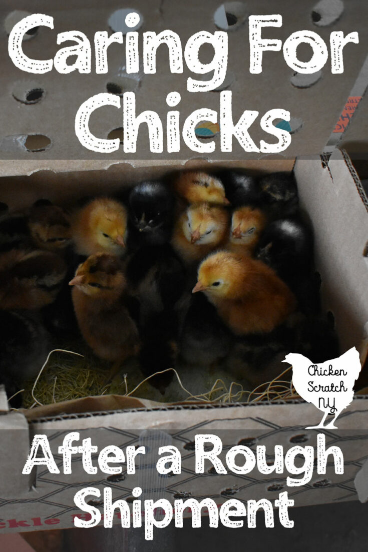 Caring For Chicks After A Rough Shipment