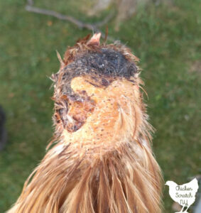 Chicken Wound Recovery