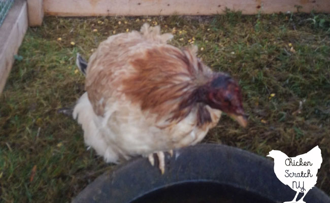 Chicken Wound Recovery