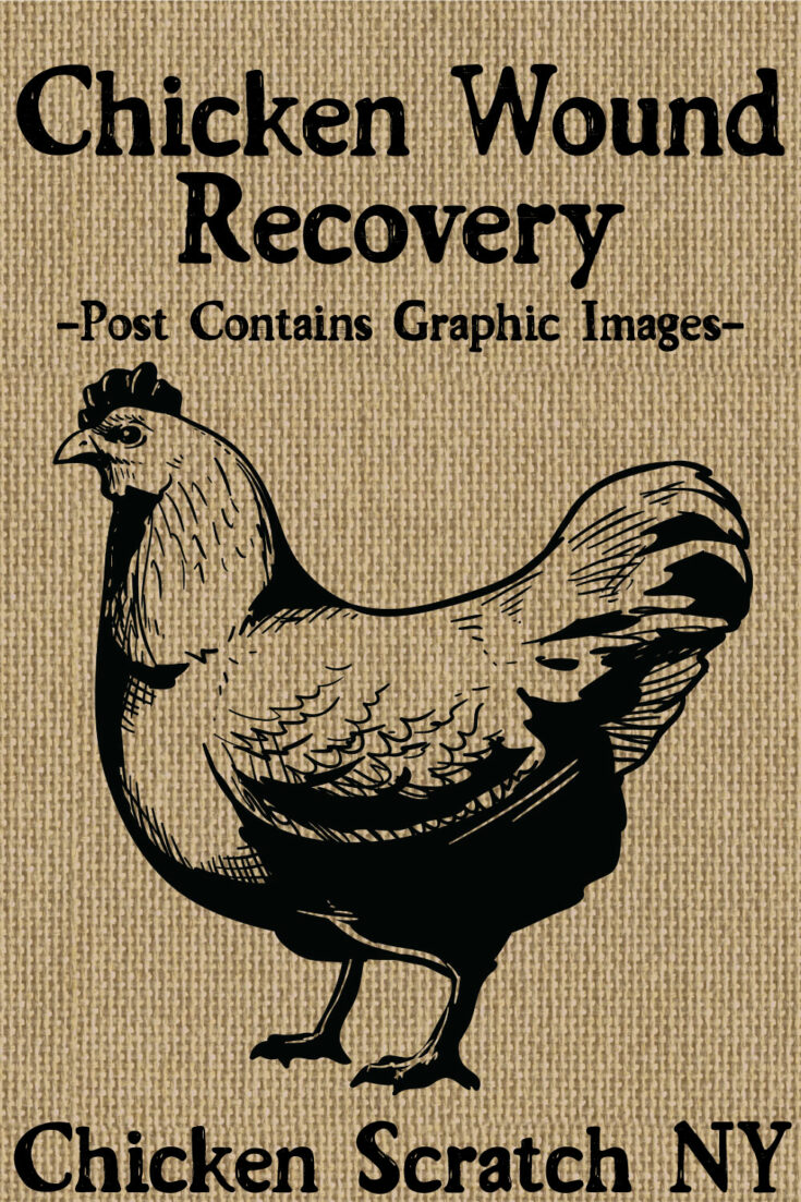 Chicken Wound Recovery