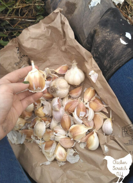 Intro to Vegetable Families [for Crop Rotation & Pest Management]