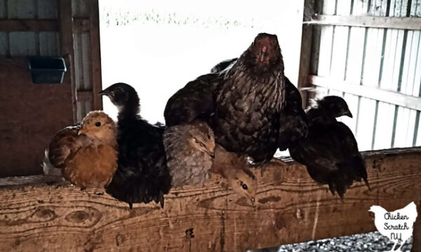 Everything you Need to Know about Broody Hen Behavior
