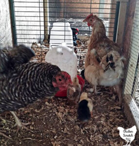Everything you Need to Know about Broody Hen Behavior