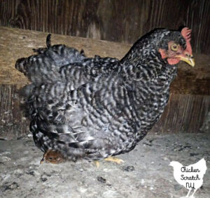 Everything you Need to Know about Broody Hen Behavior