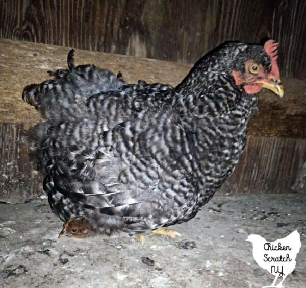 Everything you Need to Know about Broody Hen Behavior