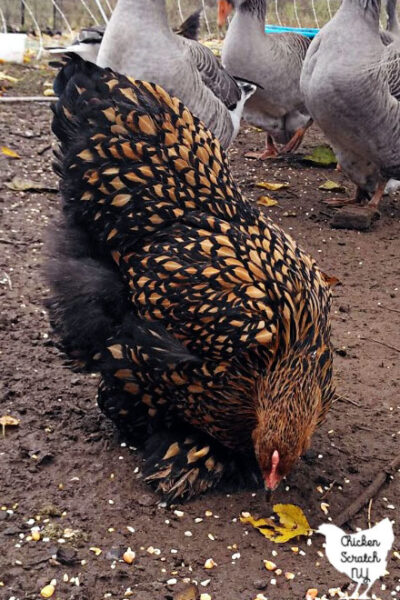 Guide to Polish Chickens [Breed Characteristics, Problems & Variations]