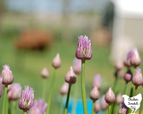 Intro to Vegetable Families [for Crop Rotation & Pest Management]