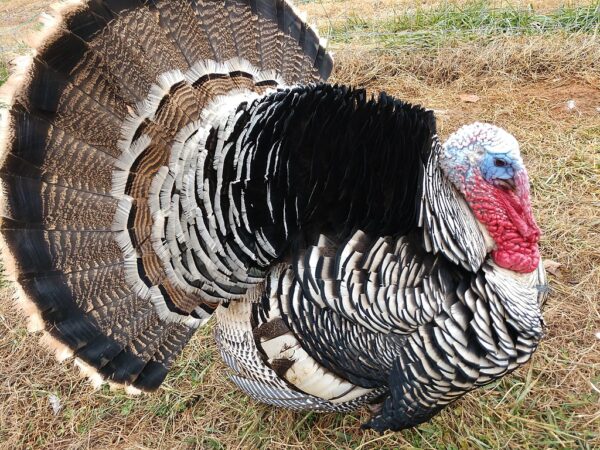 Are Heritage Turkeys or Broad Breasted Breeds Right for your Flock?