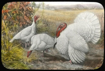 Are Heritage Turkeys or Broad Breasted Breeds Right for your Flock?