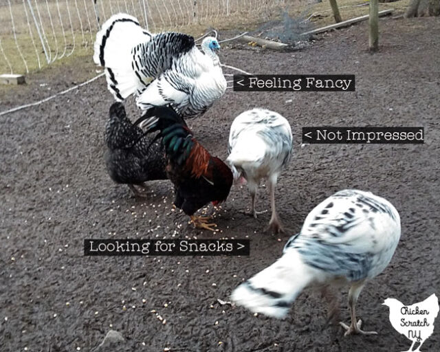 Keeping Turkeys for Meat, Eggs and Pets in a Backyard Flock