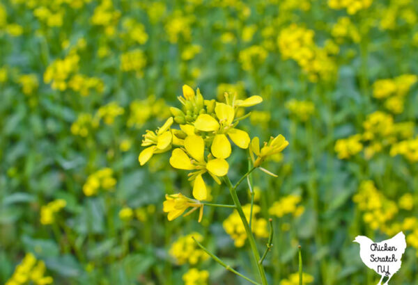 Beginners Guide to Cover Crops in the Vegetable Garden