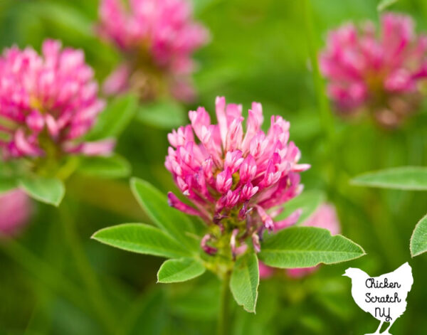 Beginners Guide to Cover Crops in the Vegetable Garden