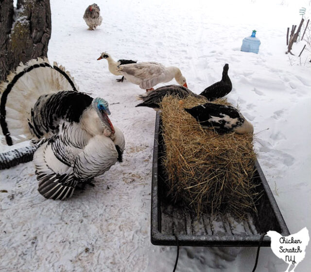 Keeping Turkeys for Meat, Eggs and Pets in a Backyard Flock