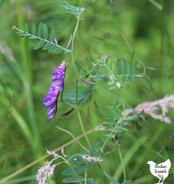 Beginners Guide to Cover Crops in the Vegetable Garden