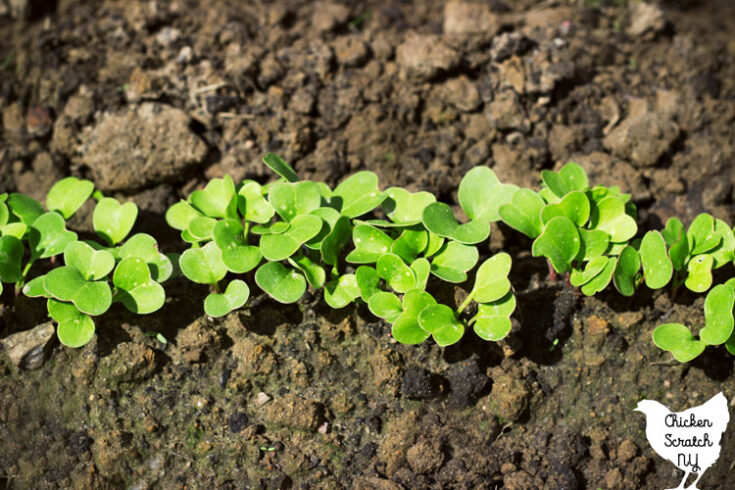 Intro to Vegetable Families [for Crop Rotation & Pest Management]