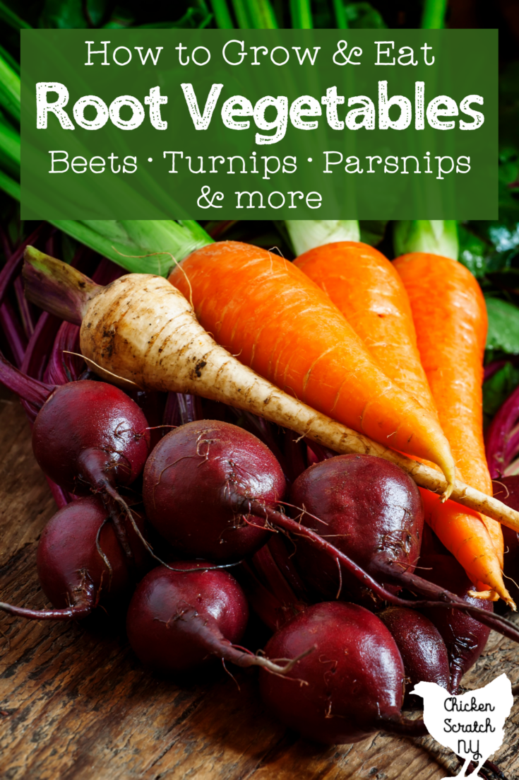 Guide to Growing & Eating Root Vegetables [Beets, Turnips & More]
