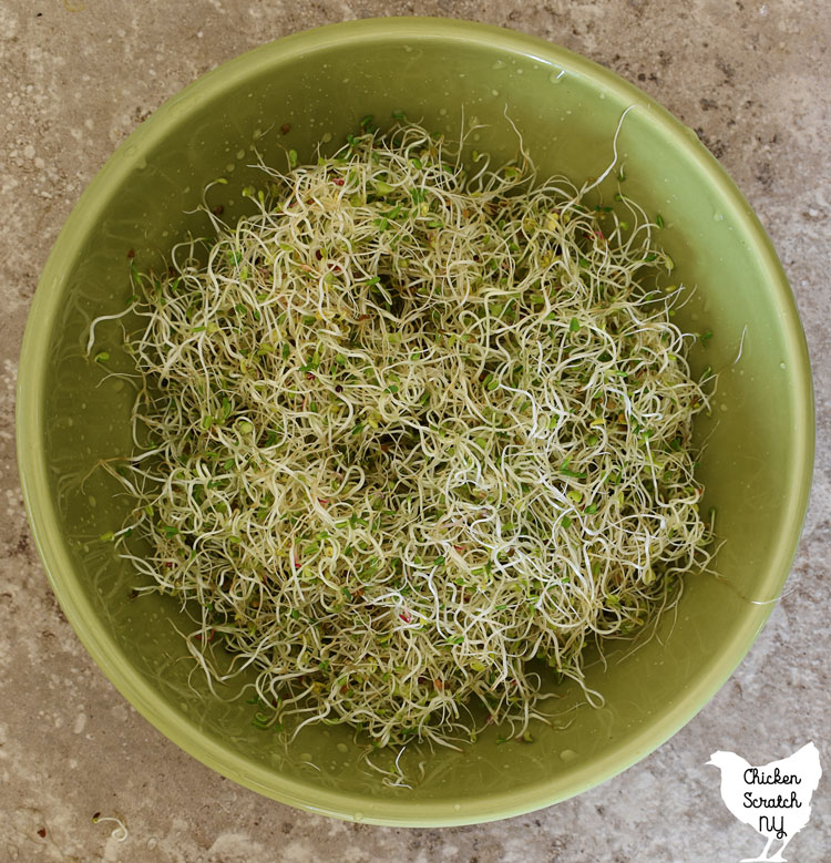 How to Grow Sprouts at Home for Fresh Food Anytime