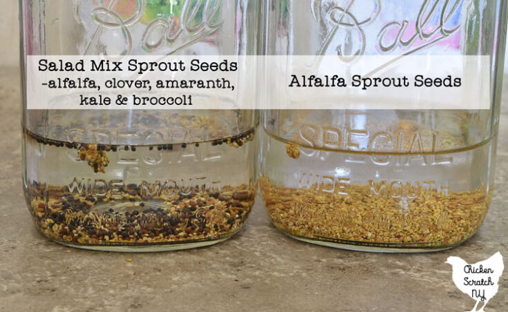 How to Grow Sprouts at Home for Fresh Food Anytime