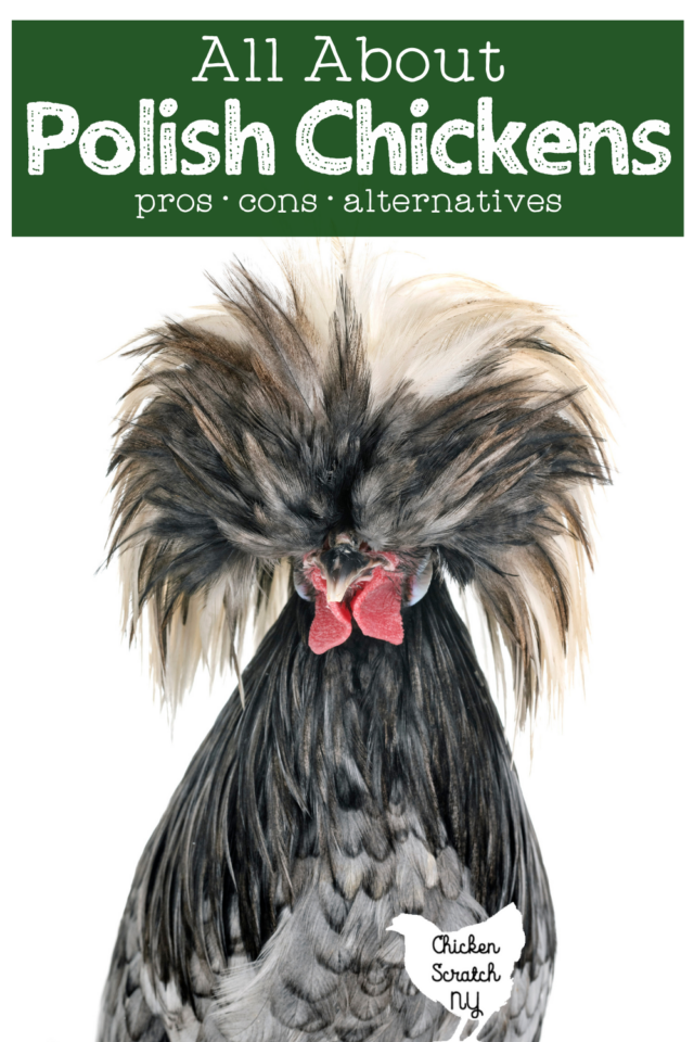 Guide to Polish Chickens [Breed Characteristics, Problems & Variations]