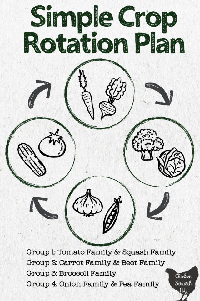 Intro to Vegetable Families [for Crop Rotation & Pest Management]