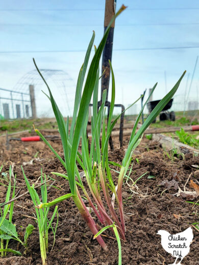 How to Grow Green Garlic [+ recipes & storage tips]