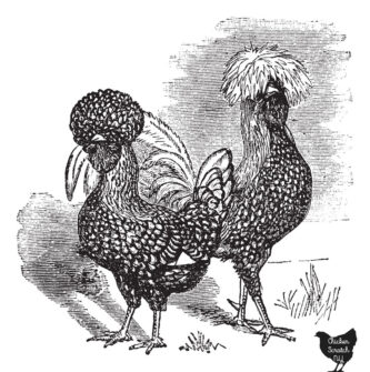 Polish Chicken Guide: Breed Traits, Care, and Common Issues