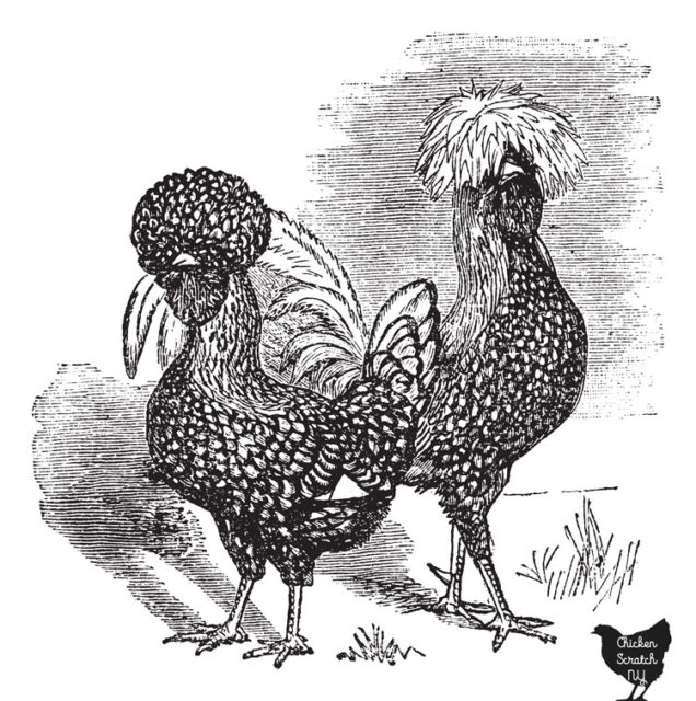 Polish Chicken Guide: Breed Traits, Care, and Common Issues