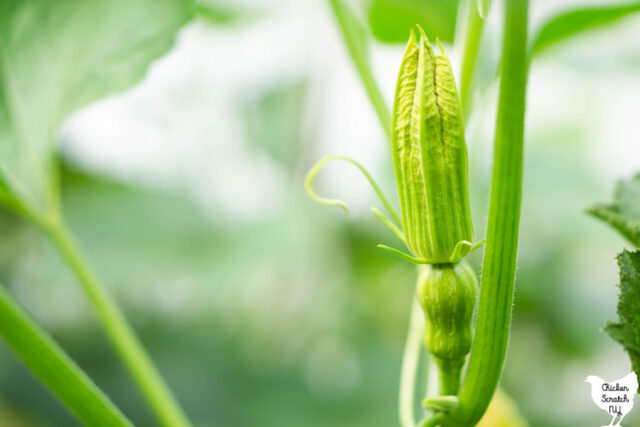 How to Grow Summer Squash [Planting Tips + Different Types]