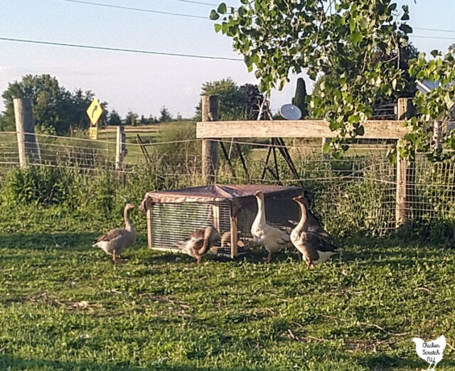 Mixed Brooders - Raising Chicks, Poults, Ducklings & Goslings Together