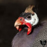 The Pros and Cons of Keeping Guinea Fowl