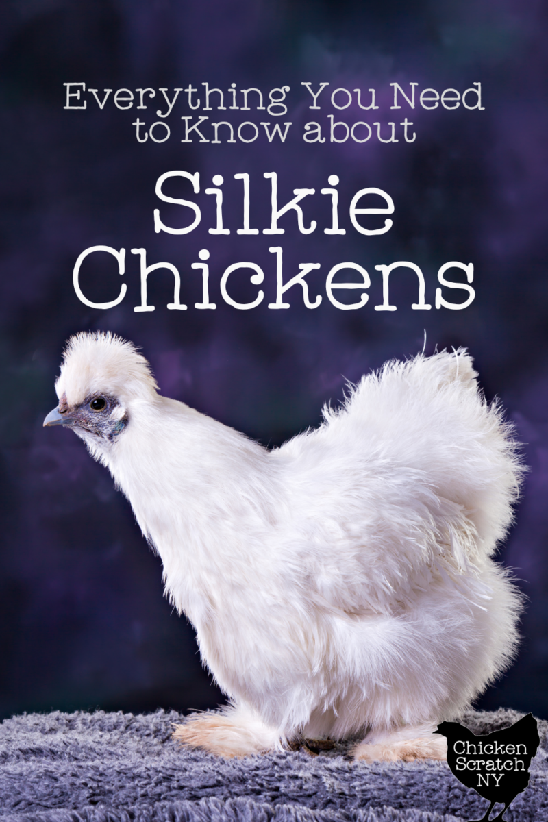 Silkie Chickens