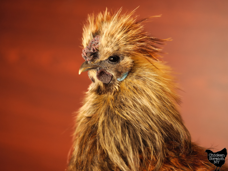 Silkie Chickens