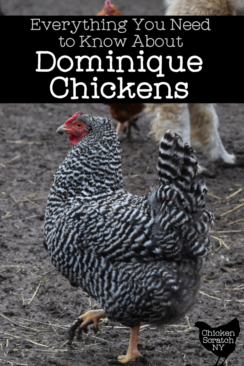 Dominique Chickens