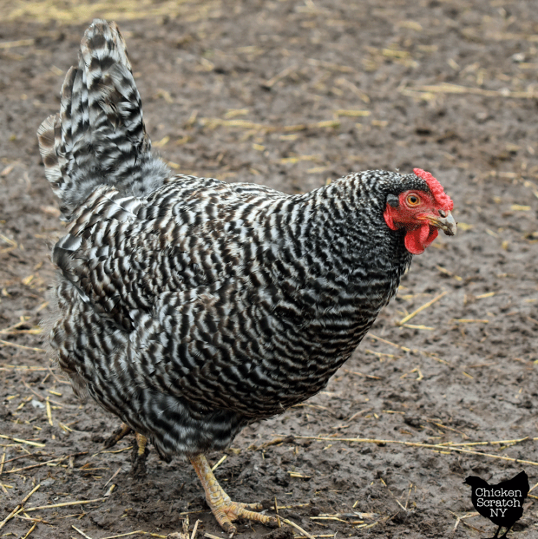 Brown Egg Laying Chickens