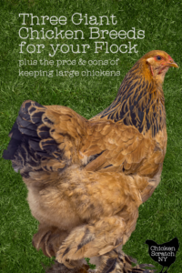 Big Chicken Breeds