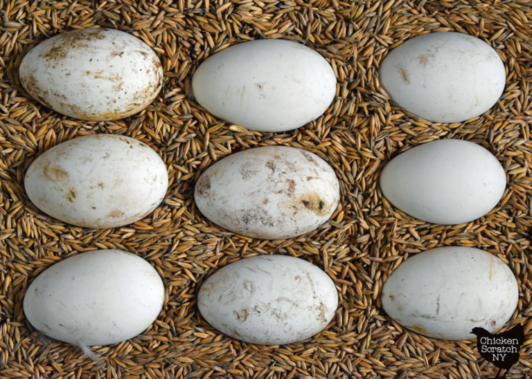 The Ultimate Guide to Goose Eggs