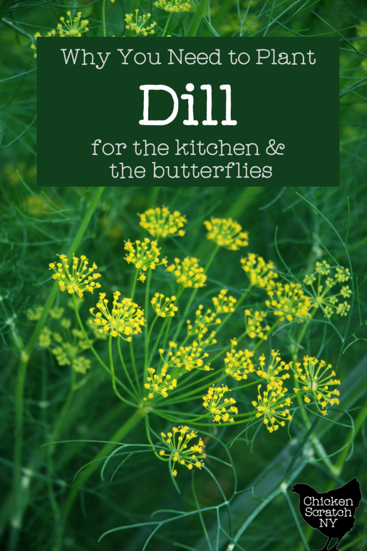 Growing Dill